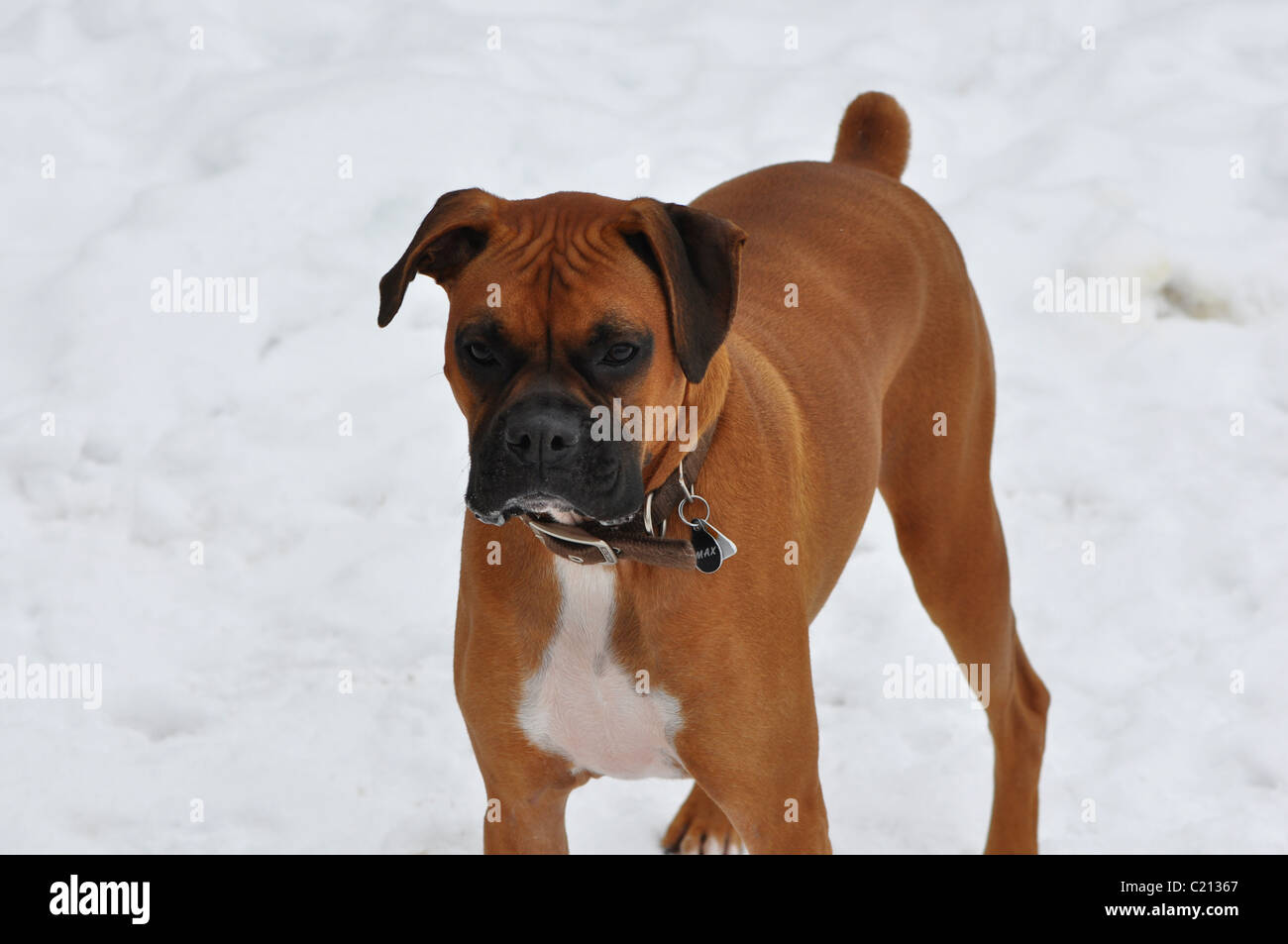Boxer puppy frost hi-res stock photography and images - Alamy