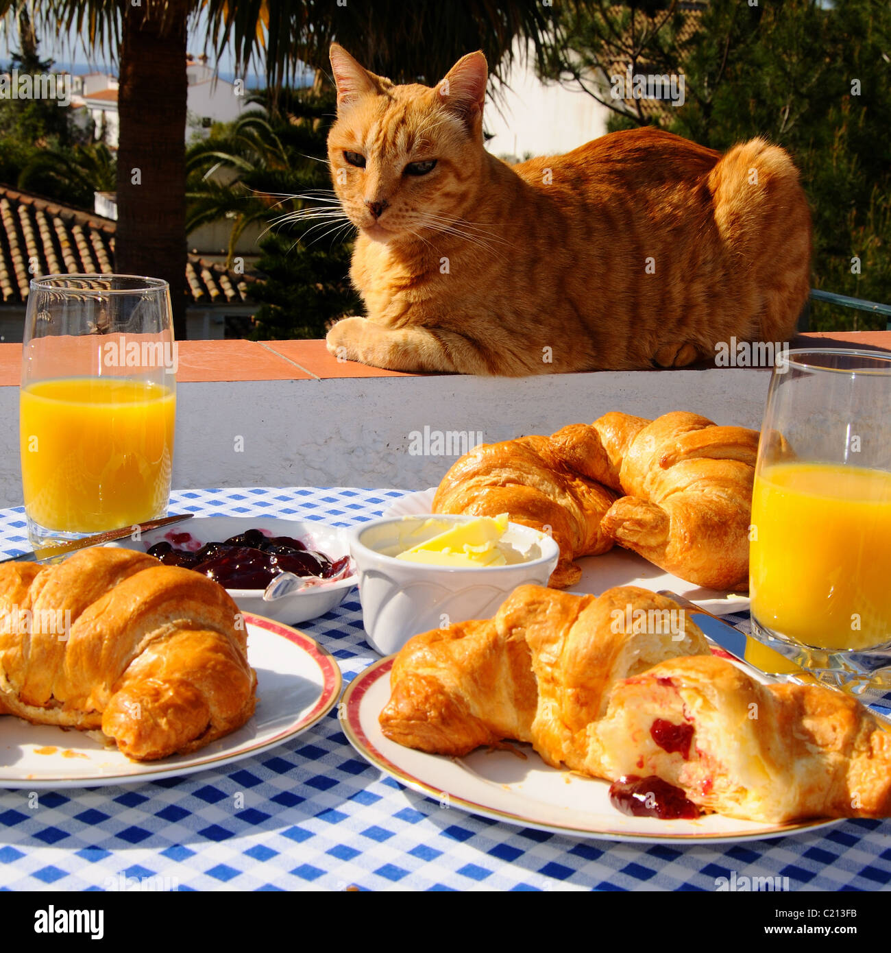 Cat Eating Breakfast