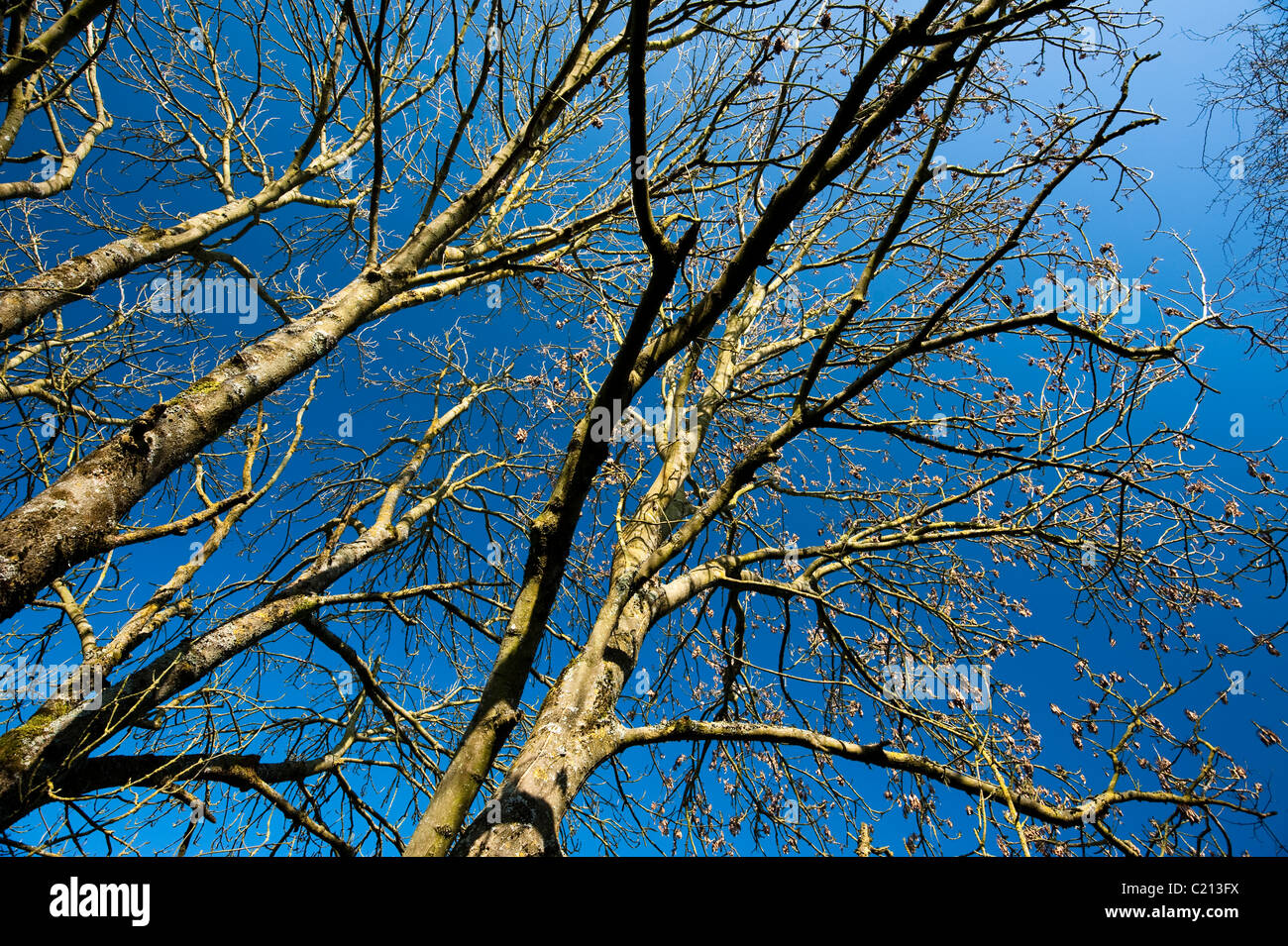 Ash Tree Winter Uk Stock Photos & Ash Tree Winter Uk Stock Images - Alamy