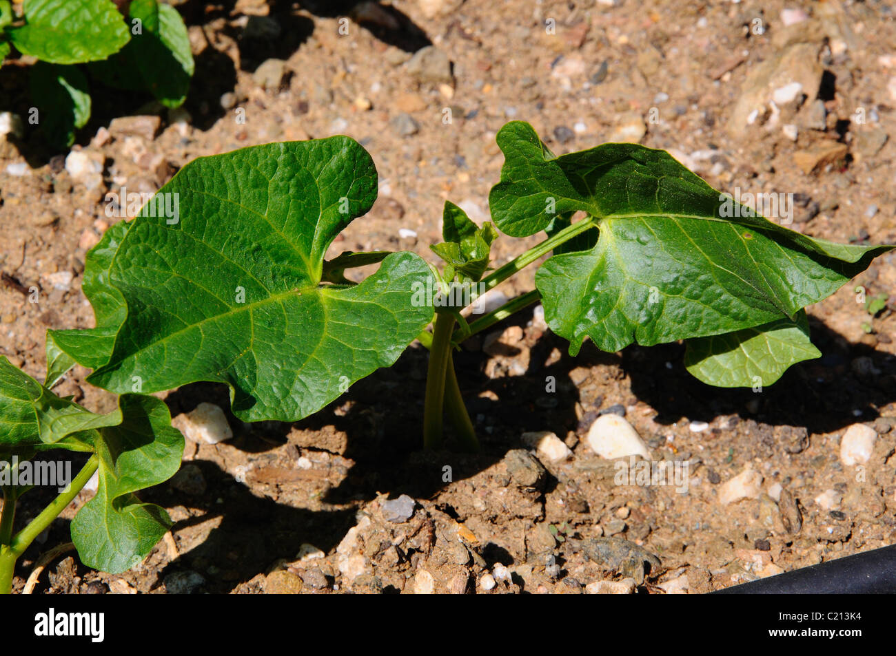Green bean seedling (White Lady), Costa del Sol, Malaga Province ...