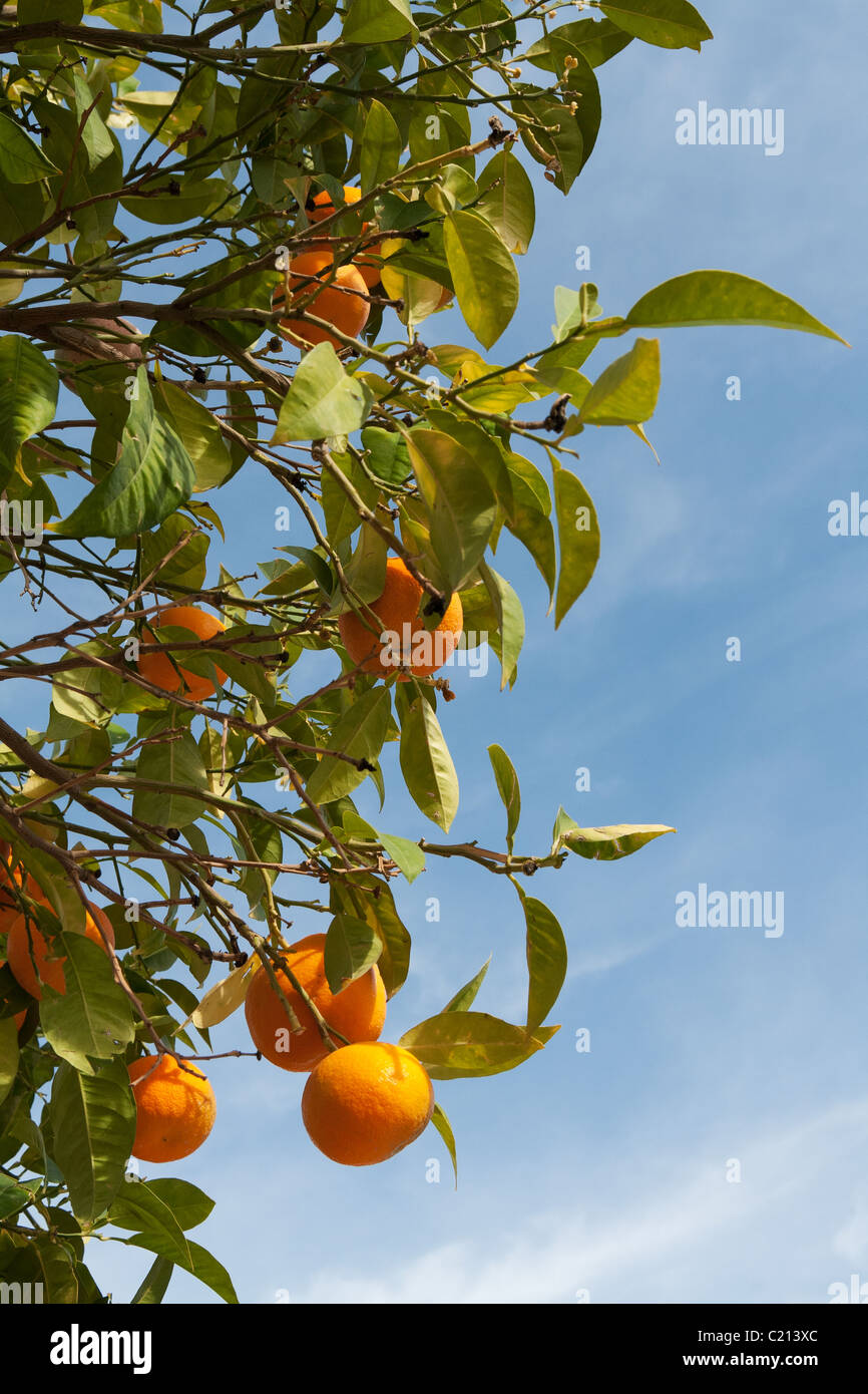 Branches with the fruits of the tangerine trees against the sky Stock ...