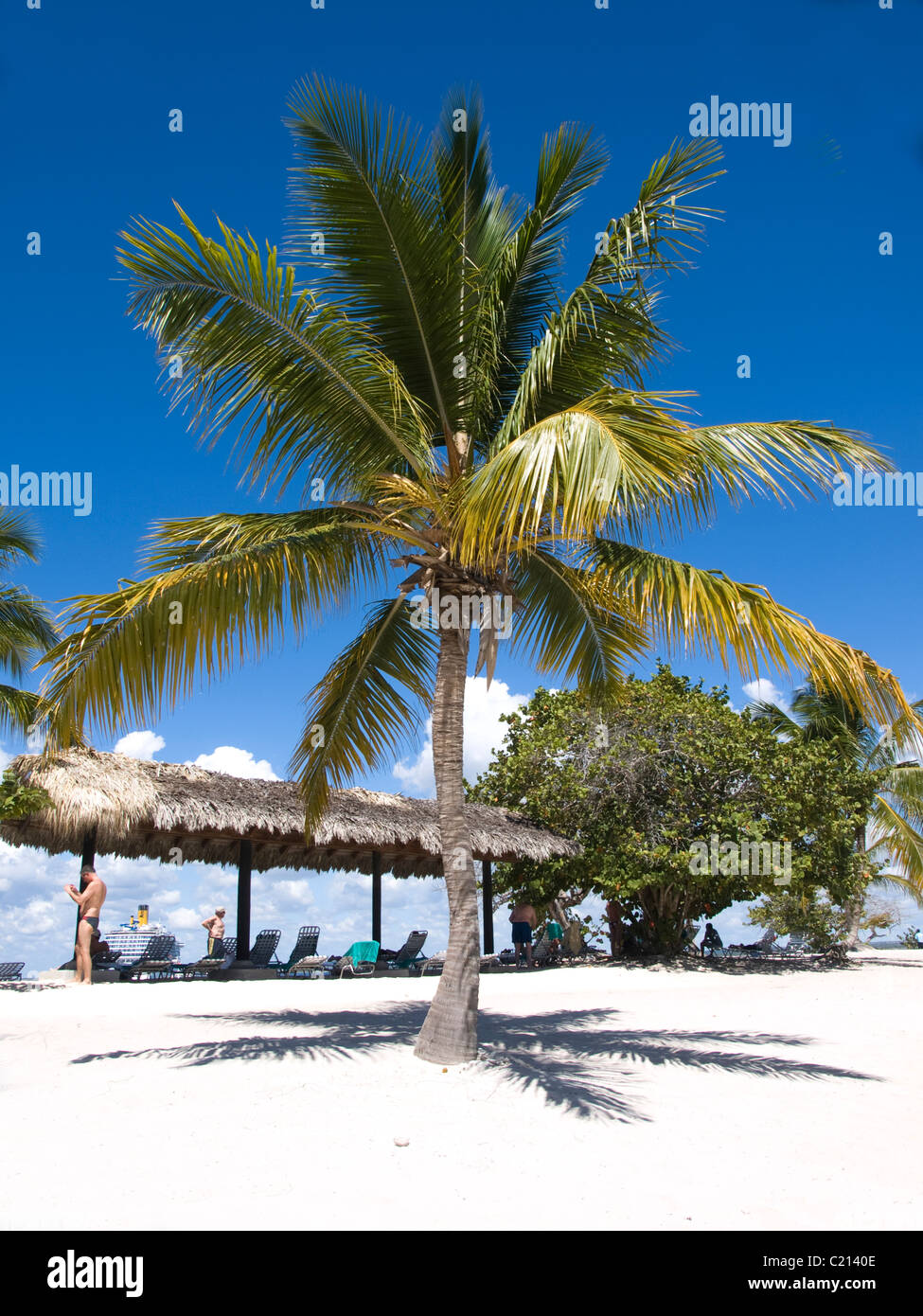 Caribbean palm tree hi-res stock photography and images - Alamy