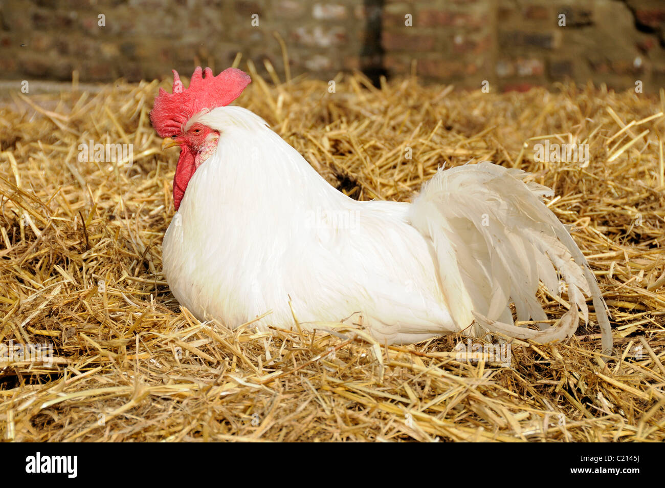 Cockerel rooster hi-res stock photography and images - Alamy