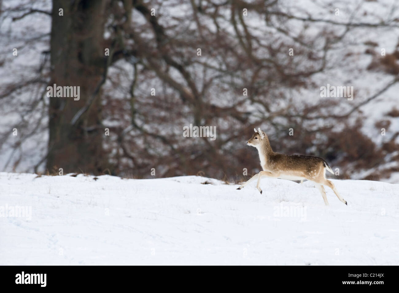 Menil fallow deer High Resolution Stock Photography and Images - Alamy