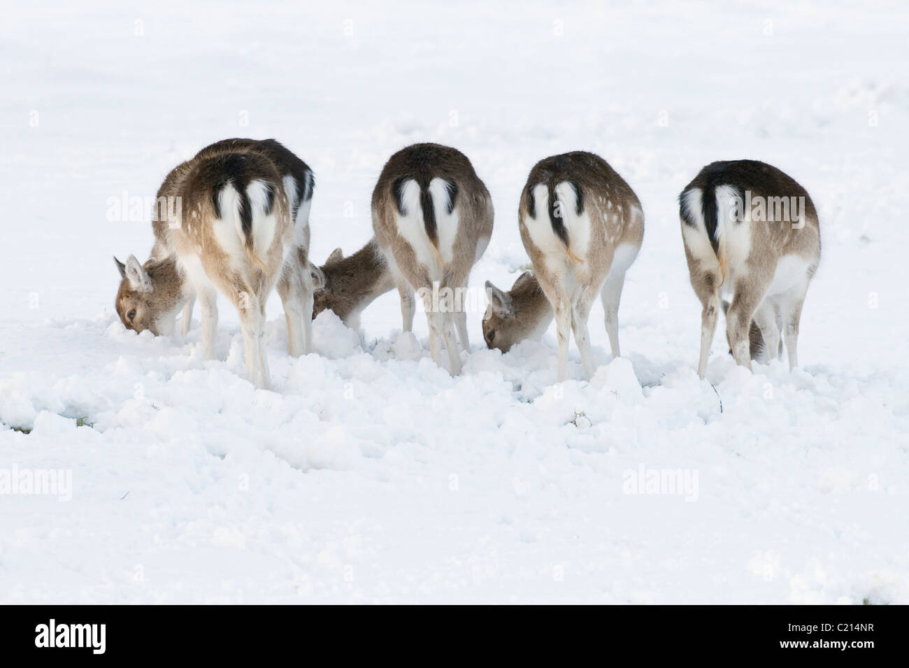 Menil fallow deer High Resolution Stock Photography and Images - Alamy