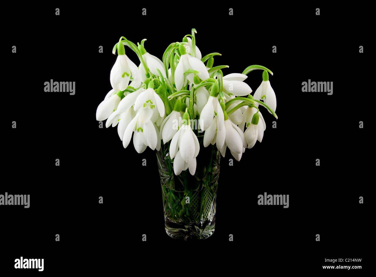 Snowdrops on black background Stock Photo - Alamy