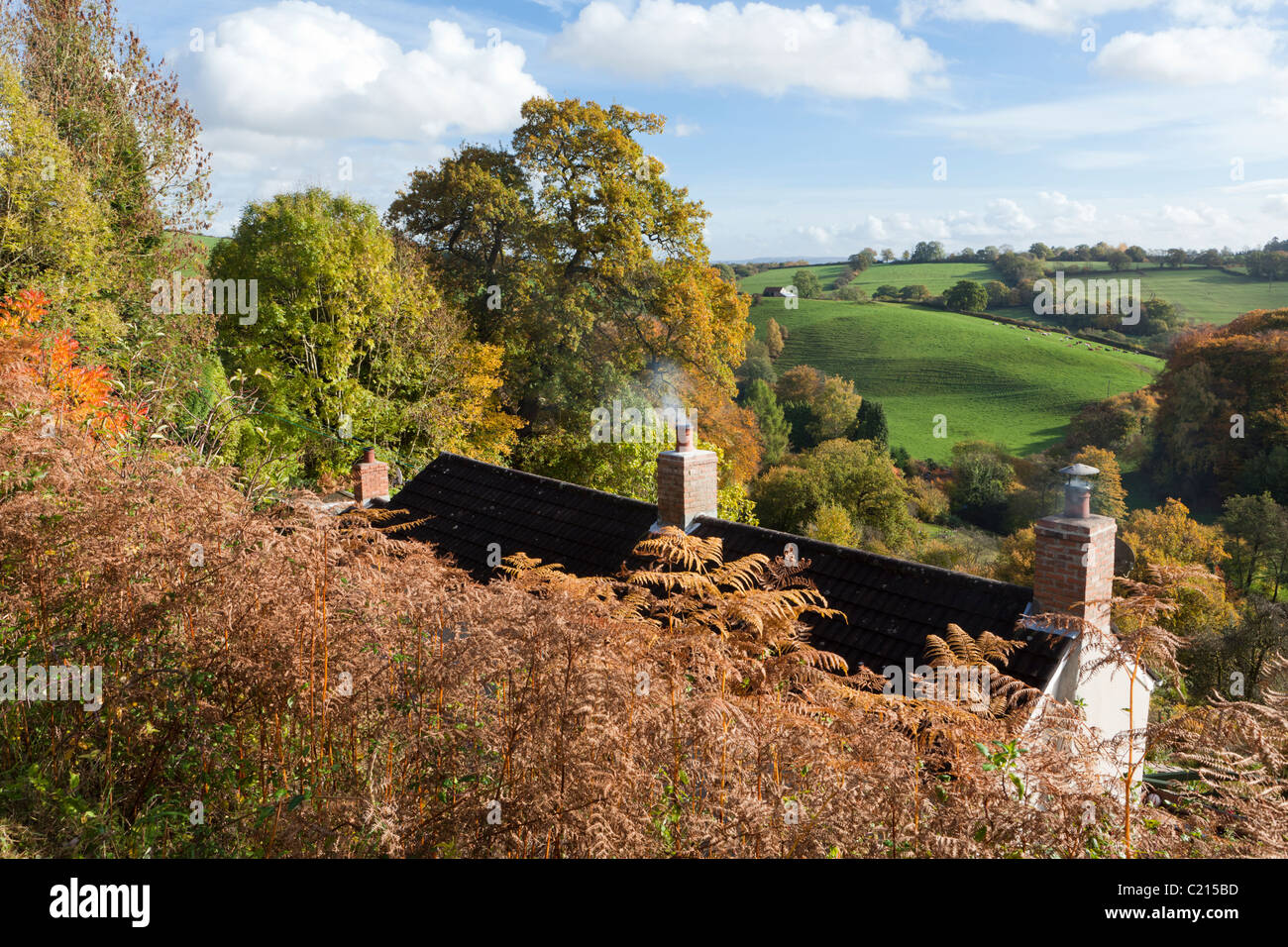 Forest of dean autumn hi-res stock photography and images - Alamy