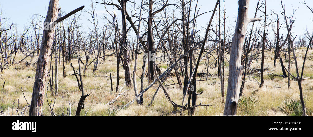 Burnt tree top hi-res stock photography and images - Alamy