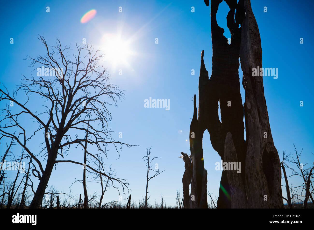 Scary looking trees hi-res stock photography and images - Alamy