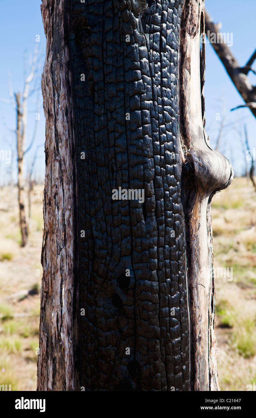Closeup remains burnt tree hi-res stock photography and images - Alamy
