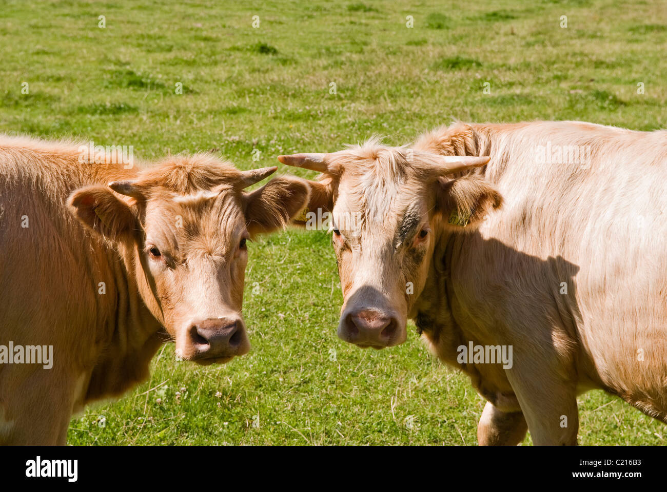 Portrait of two cows hi-res stock photography and images - Alamy