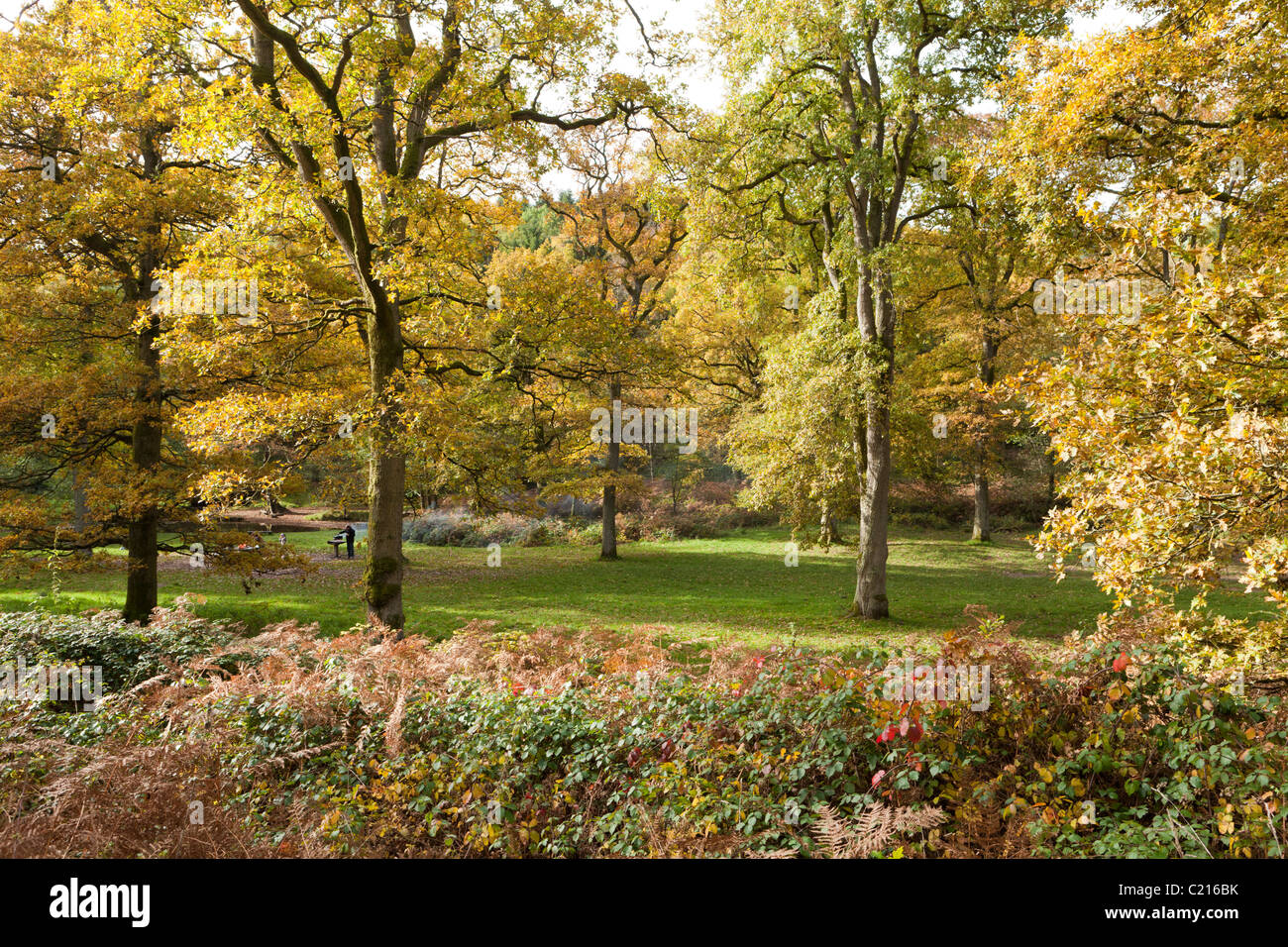 Autumn in forest dean wenchford hi-res stock photography and images - Alamy