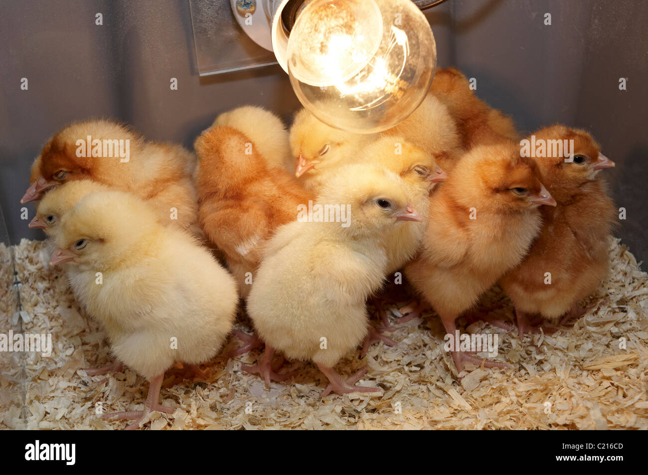 Chicks huddling underneath a warming lamp Stock Photo - Alamy