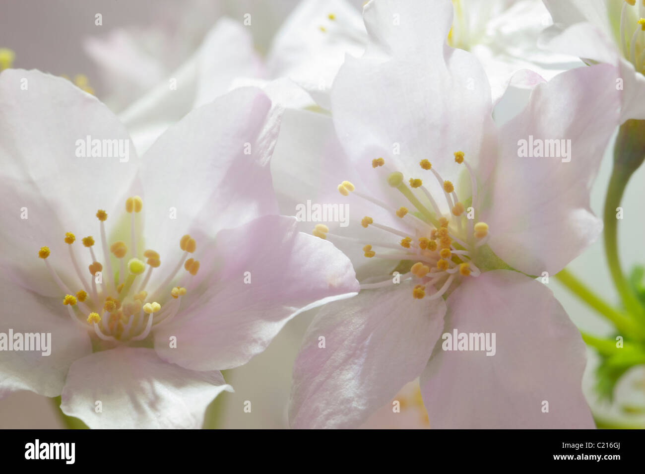 spring flowers close up Stock Photo - Alamy