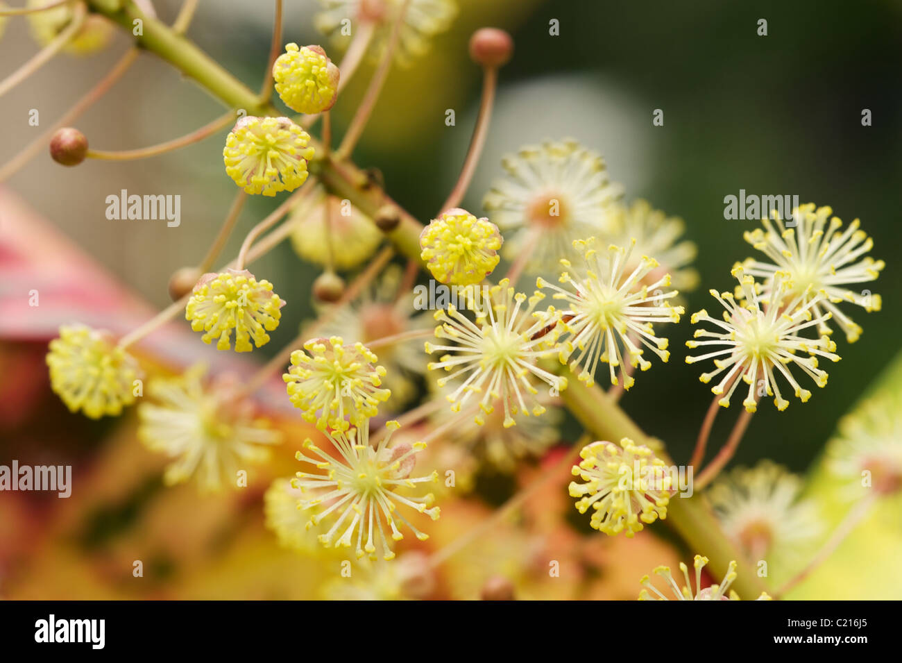Croton flower hi-res stock photography and images - Alamy