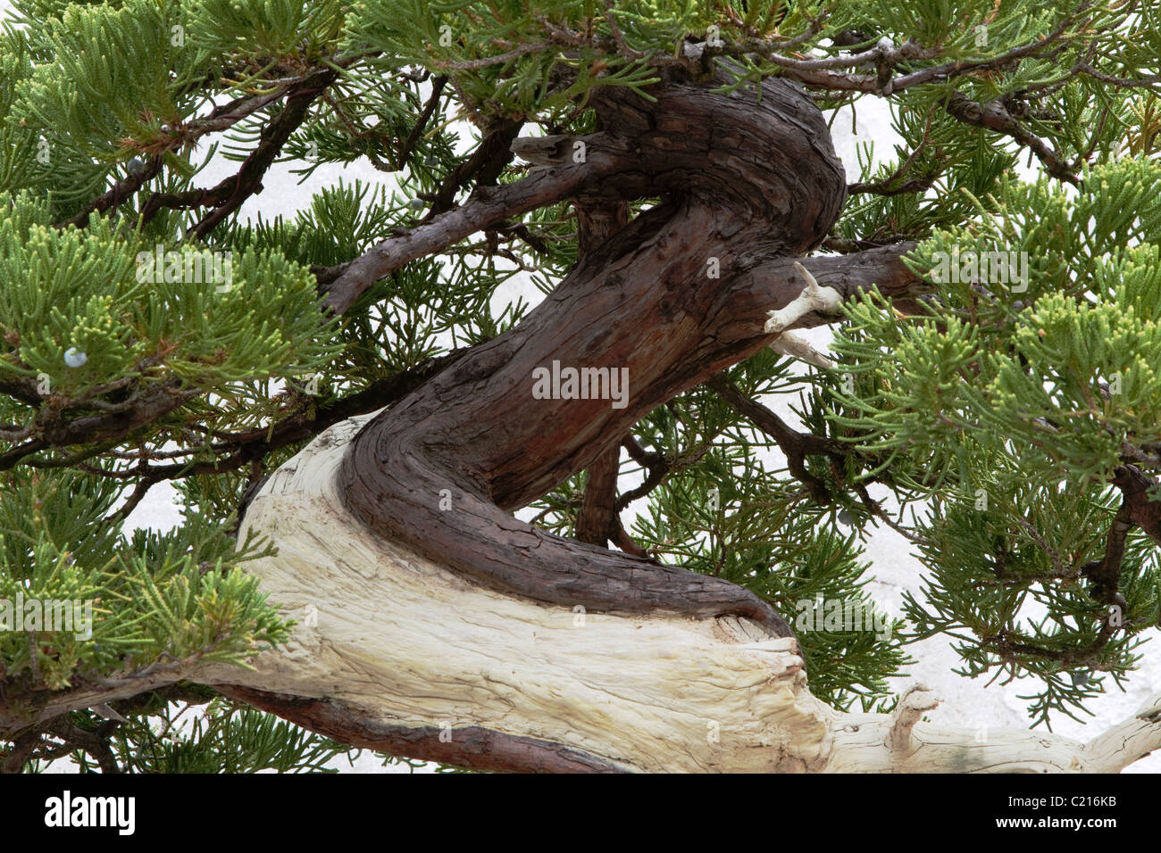 Twisted branch of juniper creates a river of unified dark and light ...