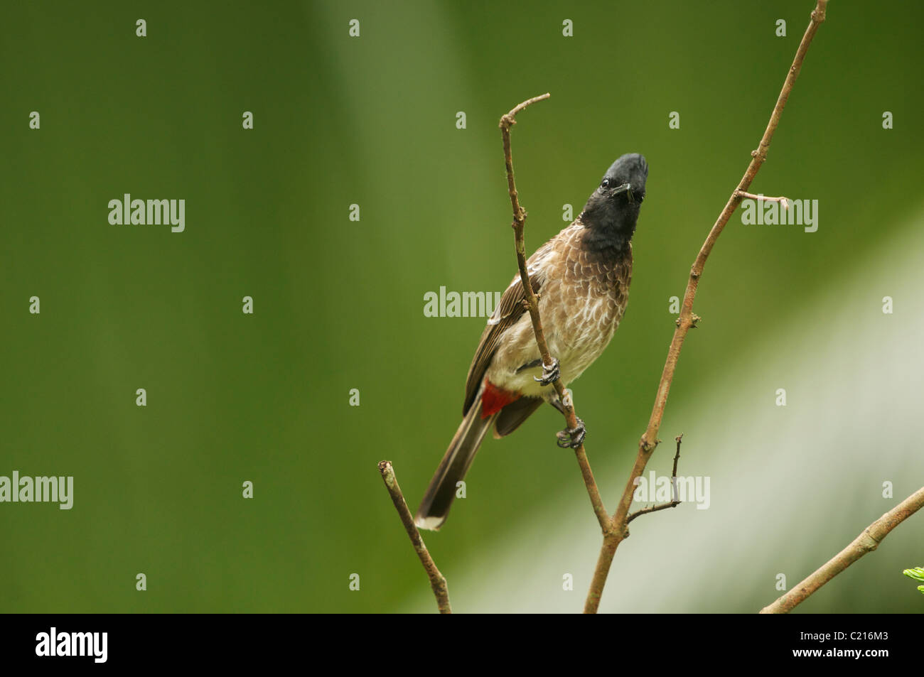 Red-vented Bulbul (Pycnonotus cafer), Sri Lanka Stock Photo - Alamy