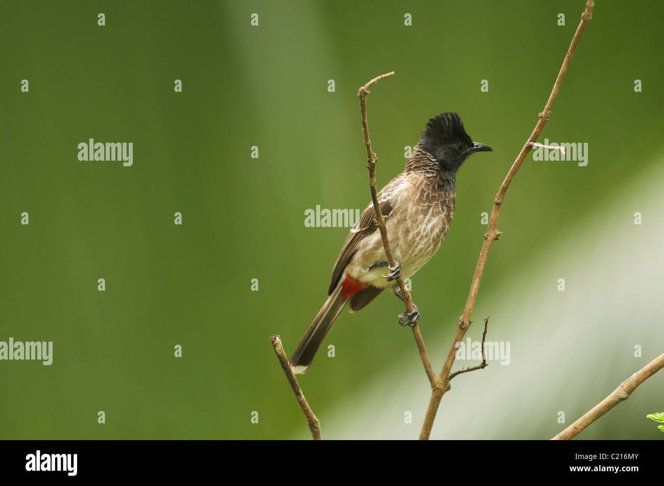 Red-vented Bulbul (Pycnonotus cafer), Sri Lanka Stock Photo - Alamy