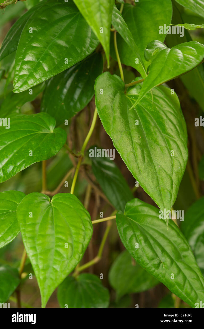 Betel vein, Sri Lanka Stock Photo - Alamy