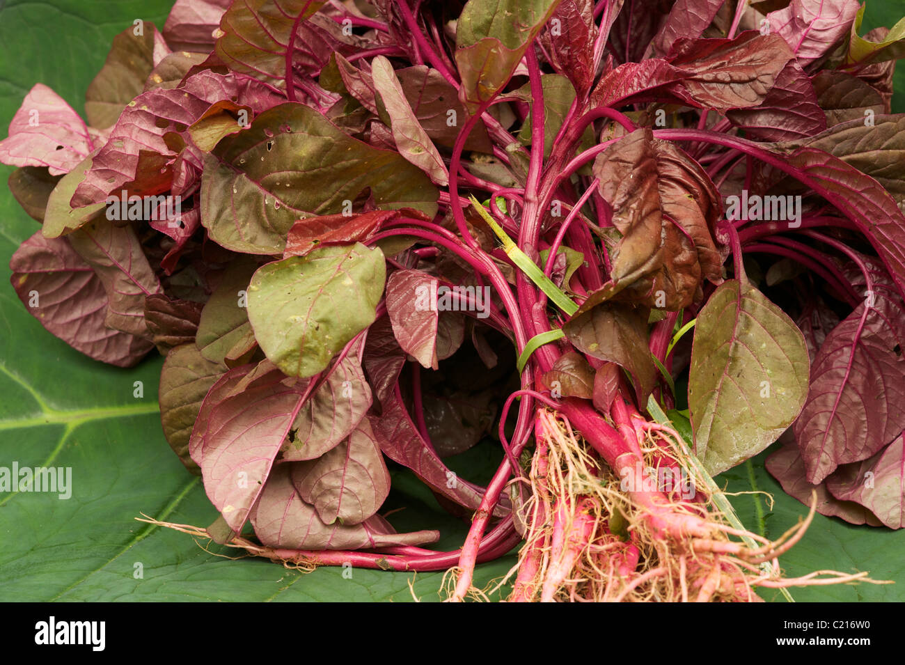 red thampala, a leafy vegetable in Sri Lanka Stock Photo - Alamy
