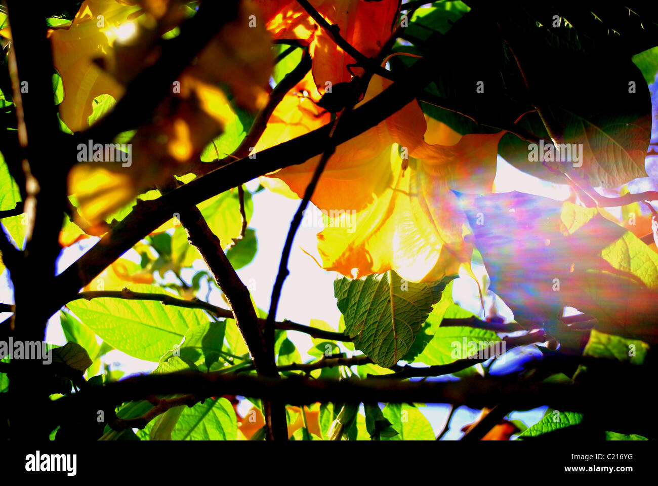 Sun shining on flowers hi-res stock photography and images - Alamy