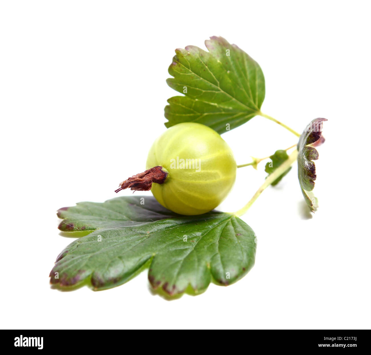 gooseberry isolated on white background Stock Photo - Alamy