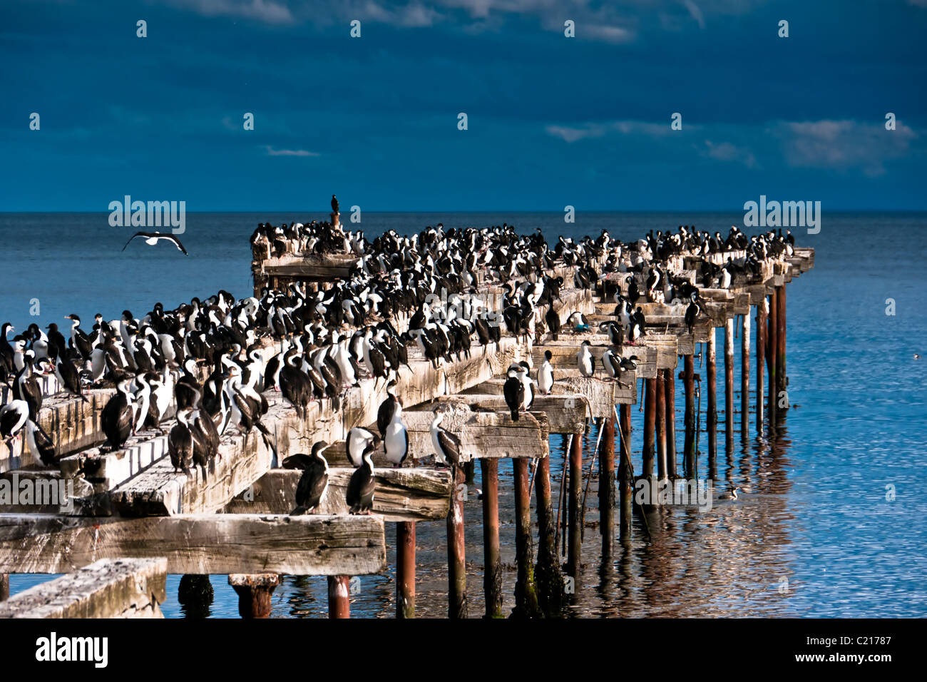 Cormorant flock on the abandoned pier of Punta Arenas, Chile Stock ...