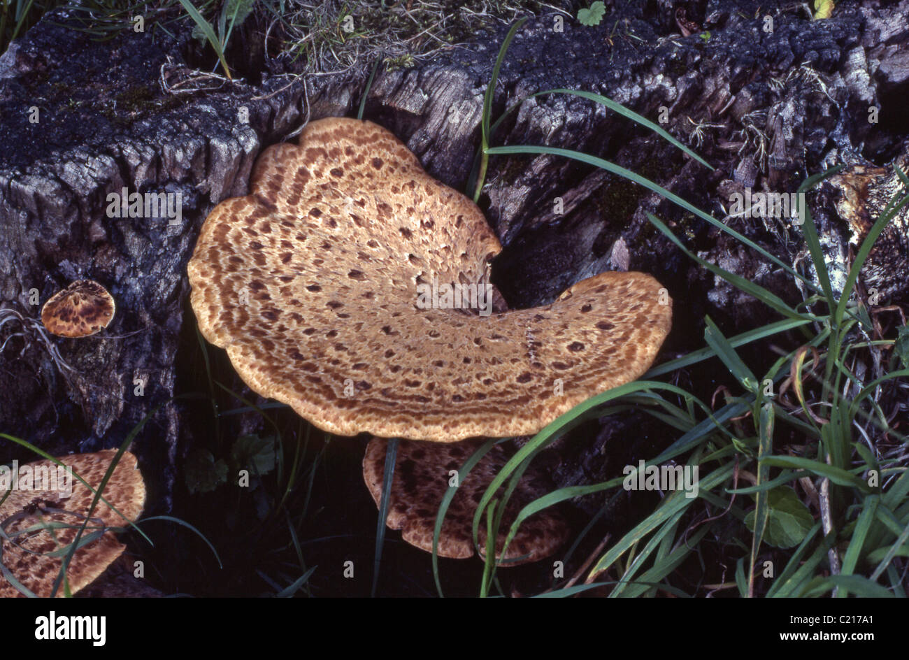 Scaly polypore hi-res stock photography and images - Alamy