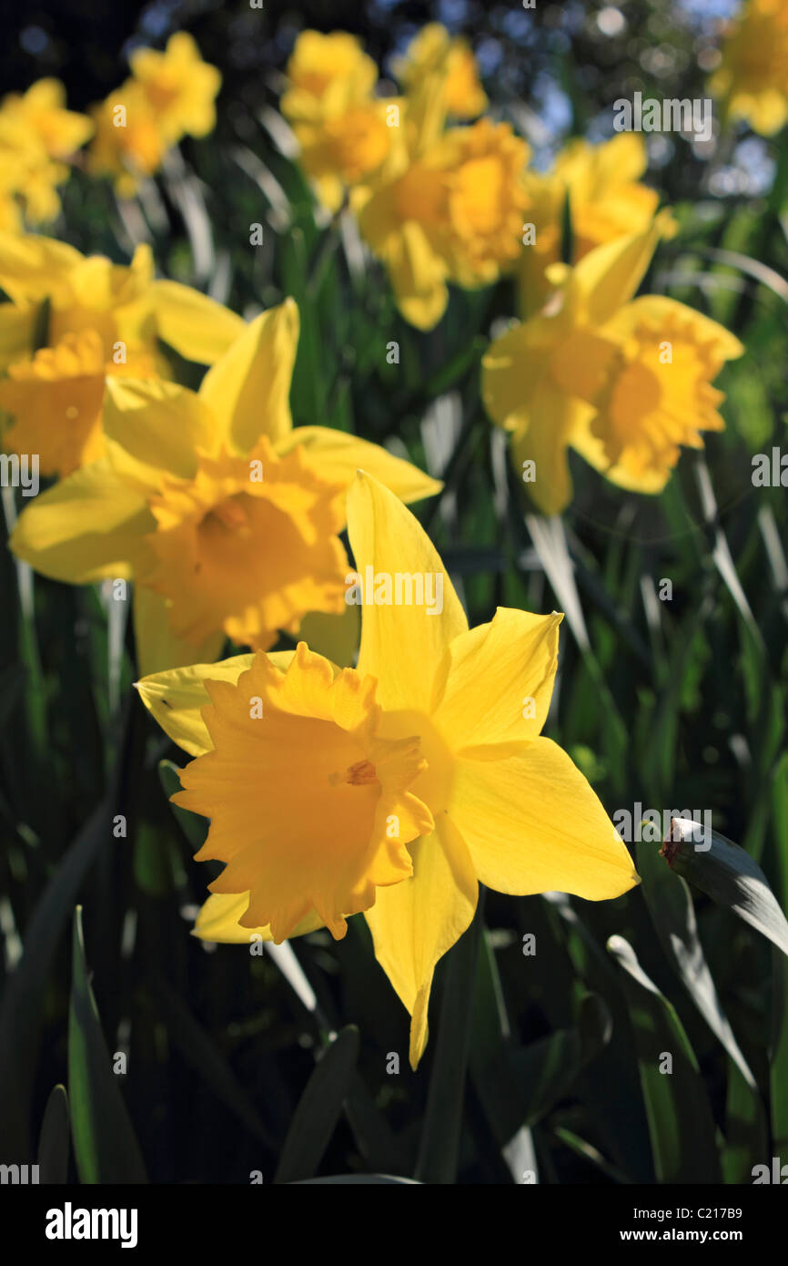 Classic yellow daffodil hi-res stock photography and images - Alamy