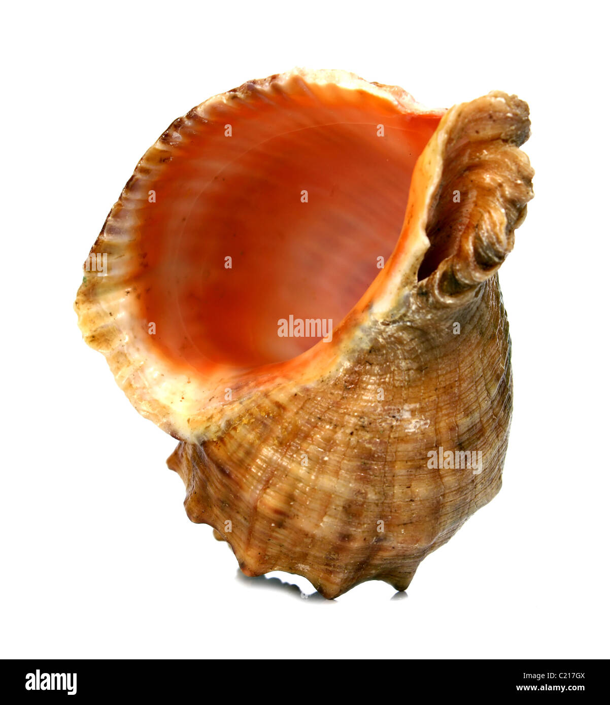 marine cockleshells isolated on white background Stock Photo - Alamy