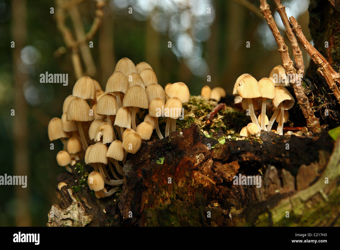Bonnets hi-res stock photography and images - Alamy