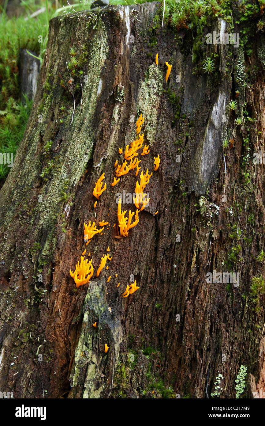 Yellow Stagshorn (Calocera viscosa Stock Photo - Alamy