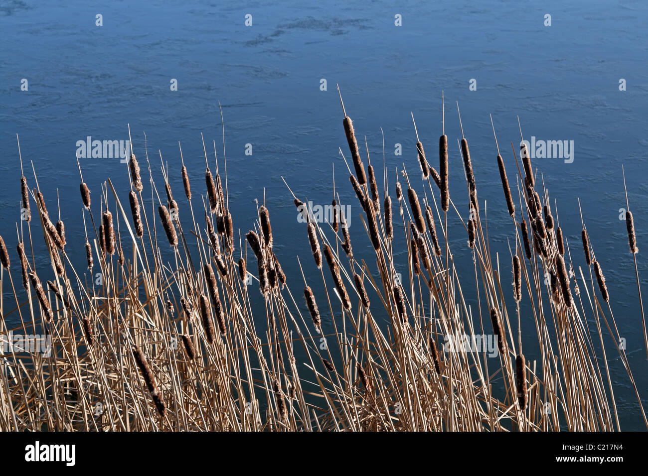 Bulrush or Cattail (Typha latifolia Stock Photo - Alamy