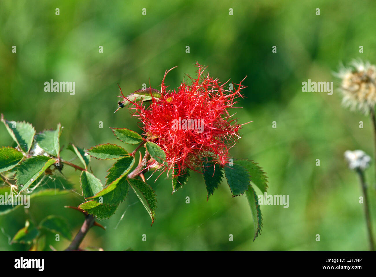 Robin's Pincushion Gall caused by gall wasp (Diplolepis rosae) on Field ...