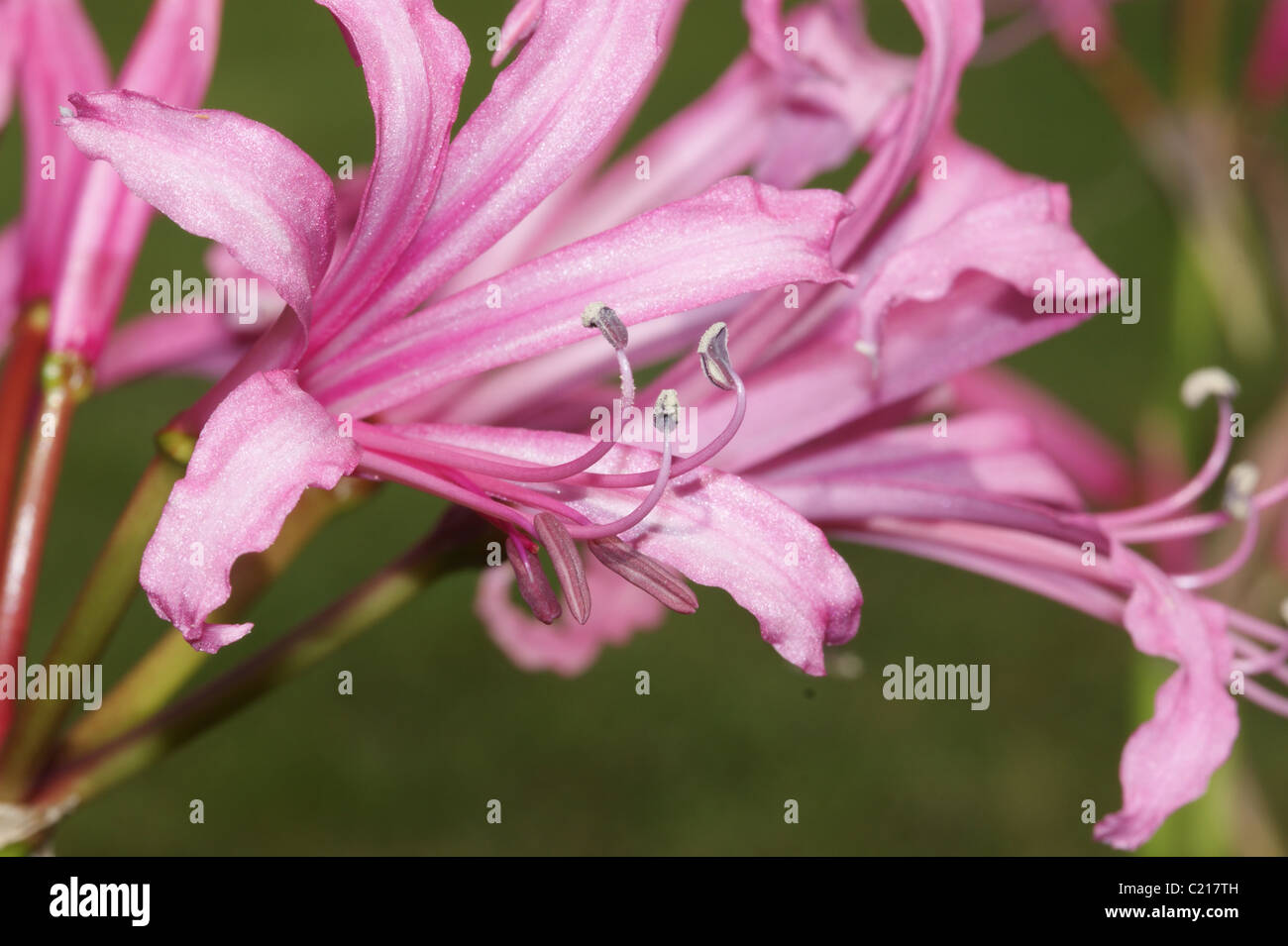 Nerine bowdenii Guernsey Lily Stock Photo - Alamy