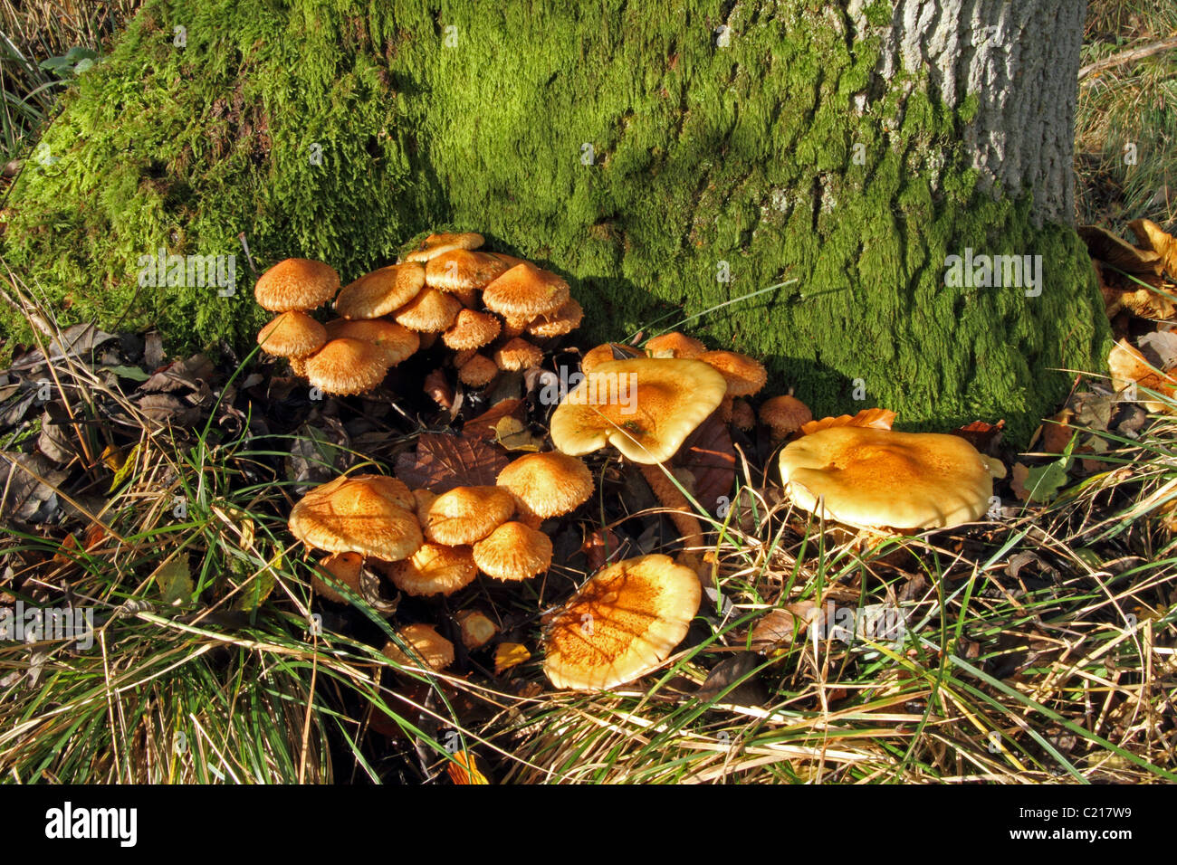 Honey Fungus (Armillaria mellea). Aka Boot-lace Fungus Stock Photo - Alamy