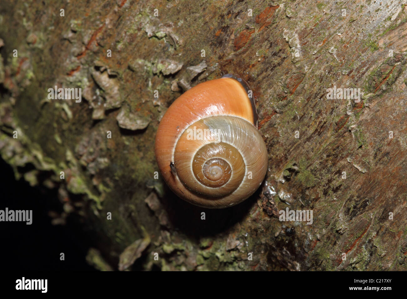 Grove Snail or Brown-lipped Snail (Cepaea nemoralis Stock Photo - Alamy