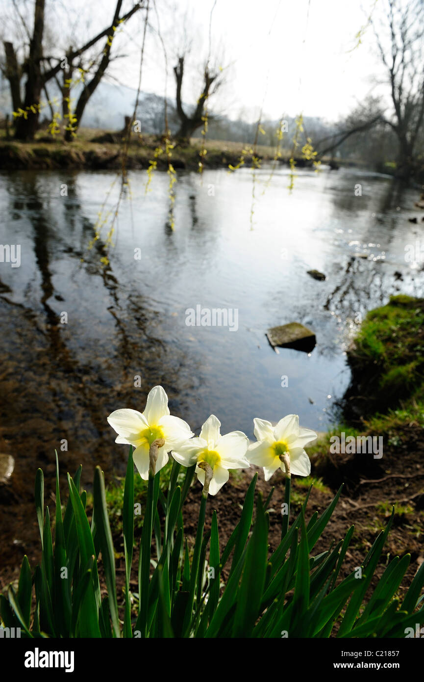 spring daffodils river wye Derbyshire peak district Stock Photo - Alamy