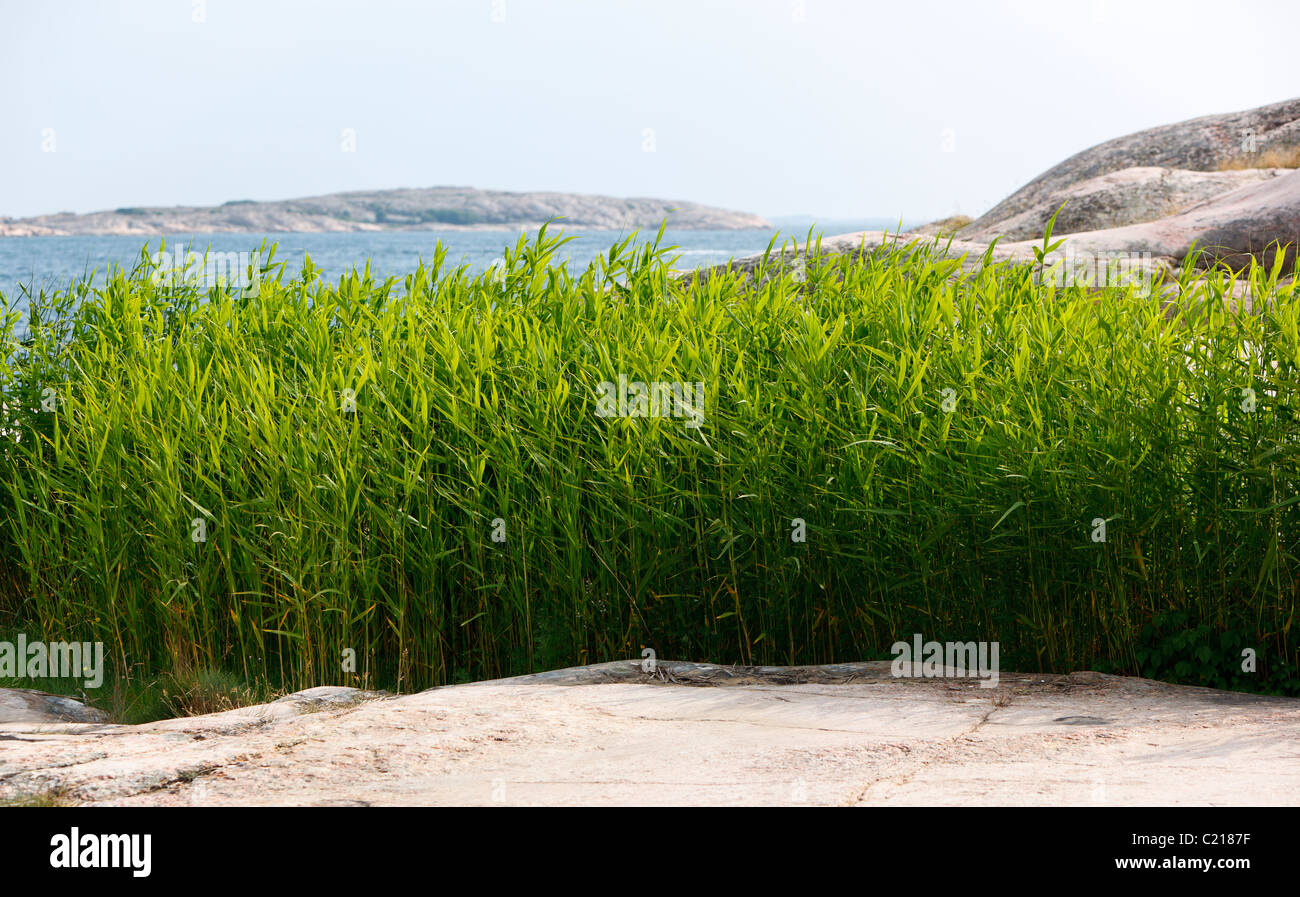 Reed on the rock Stock Photo - Alamy