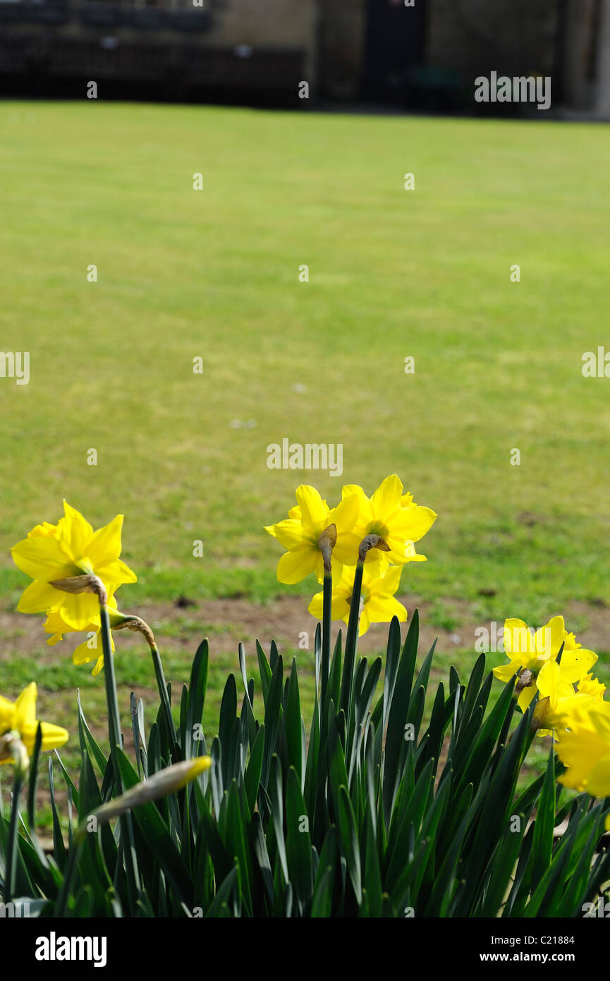 spring daffodil bowling green england uk Stock Photo - Alamy