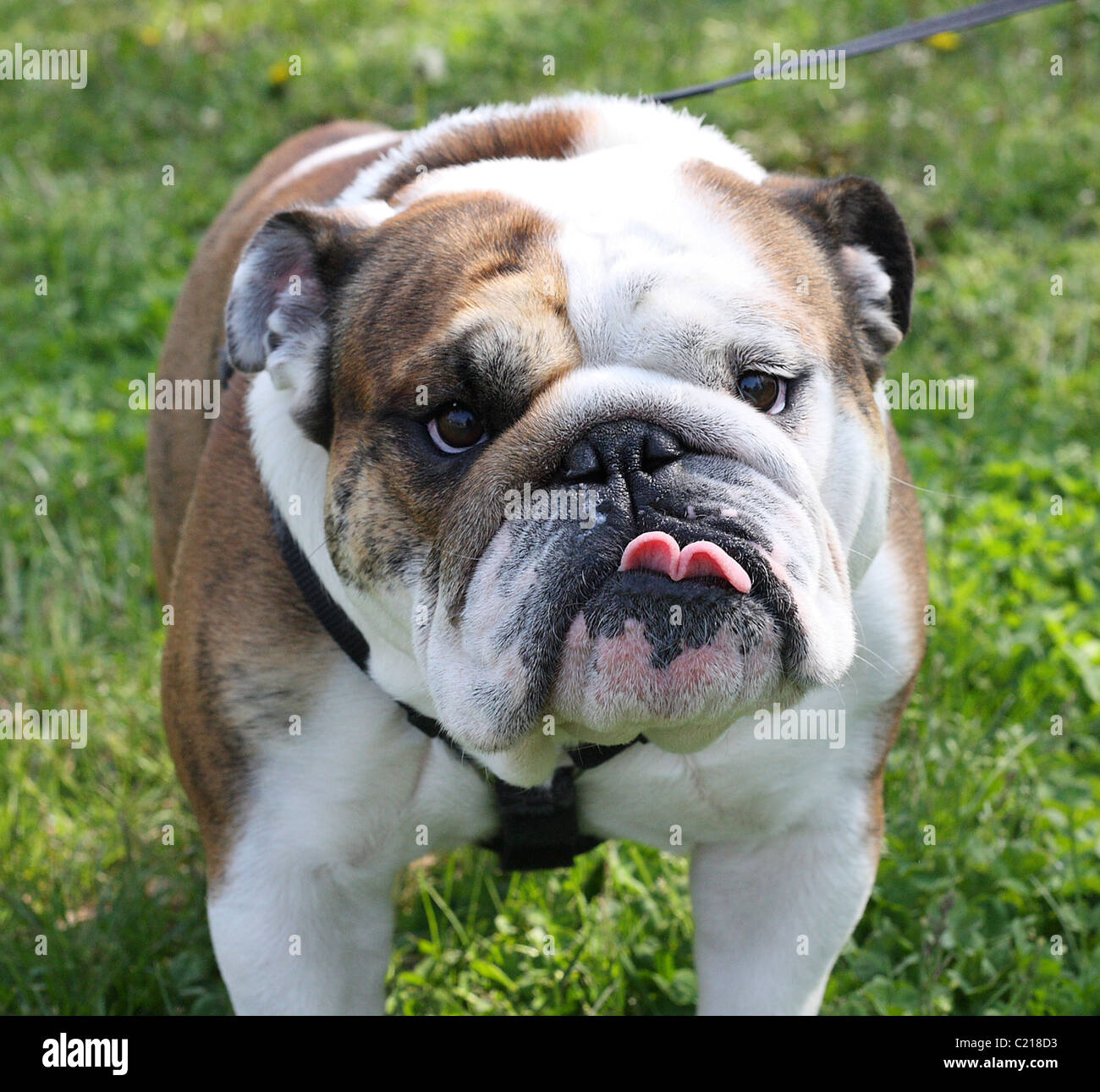 Bulldog hi-res stock photography and images - Alamy