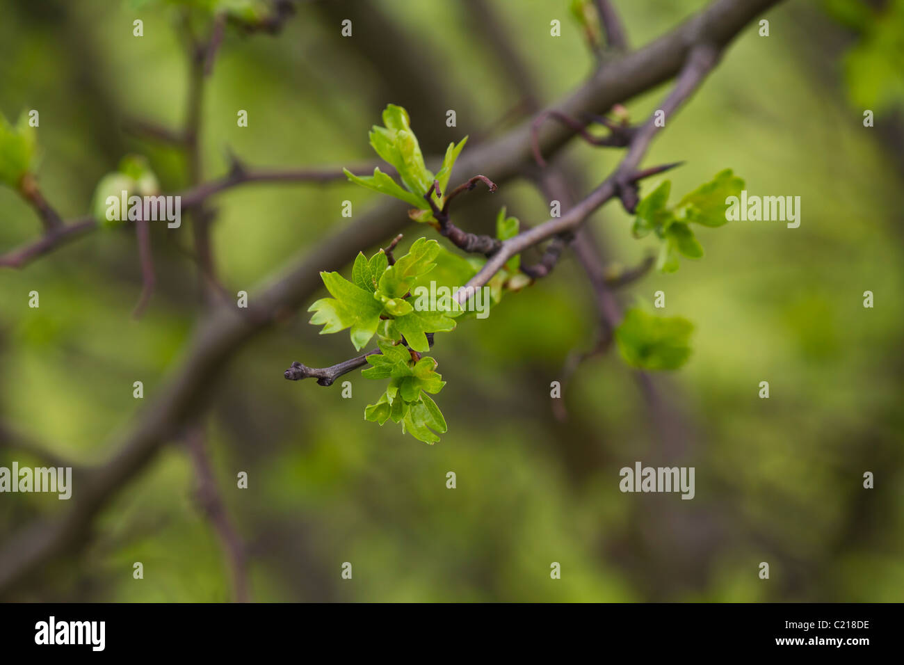 Hawthorn Tree Leaves High Resolution Stock Photography and Images - Alamy