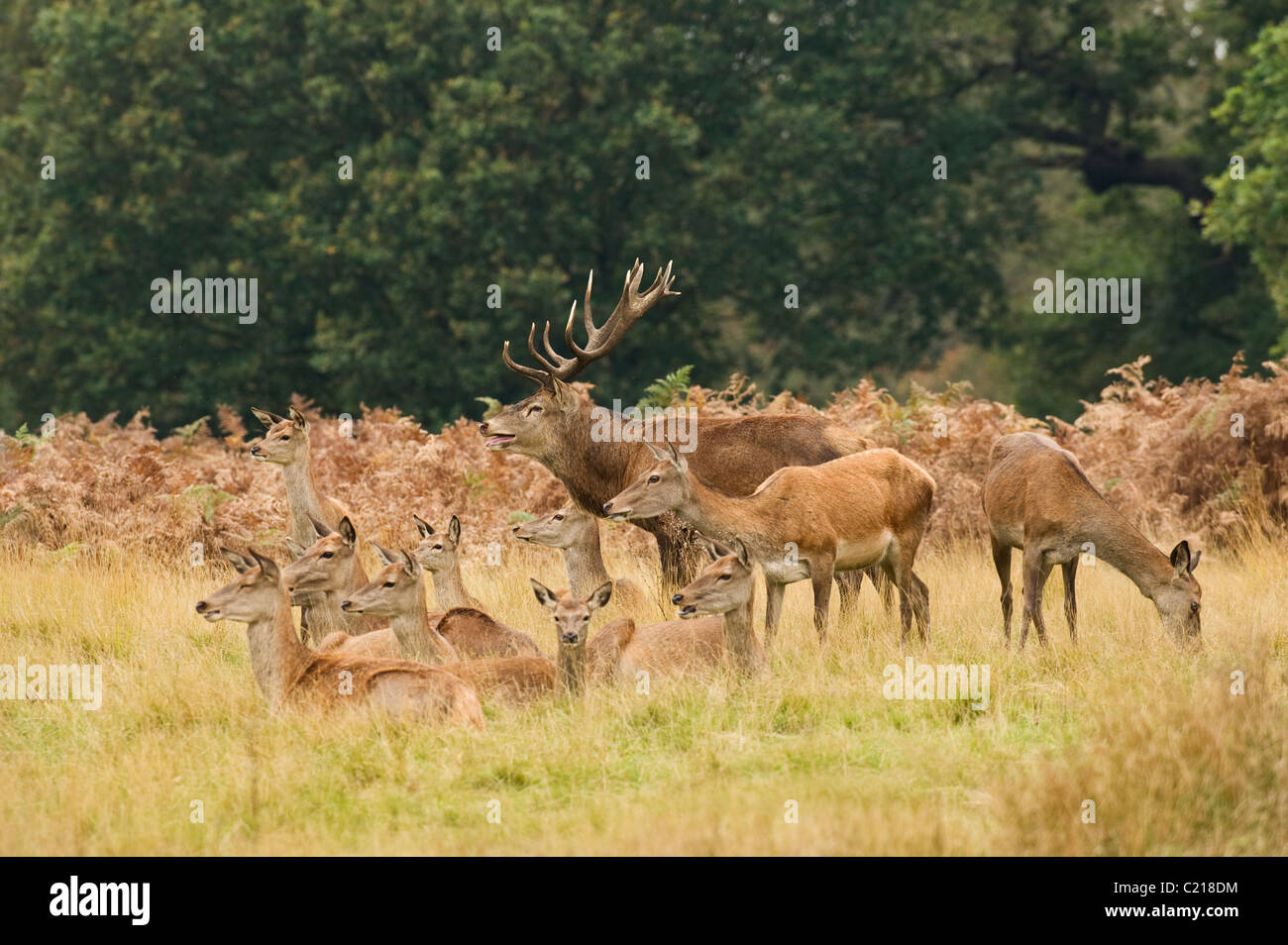 Red deer (Cervus elephus) stag roaring in woodland, Richmond Park ...