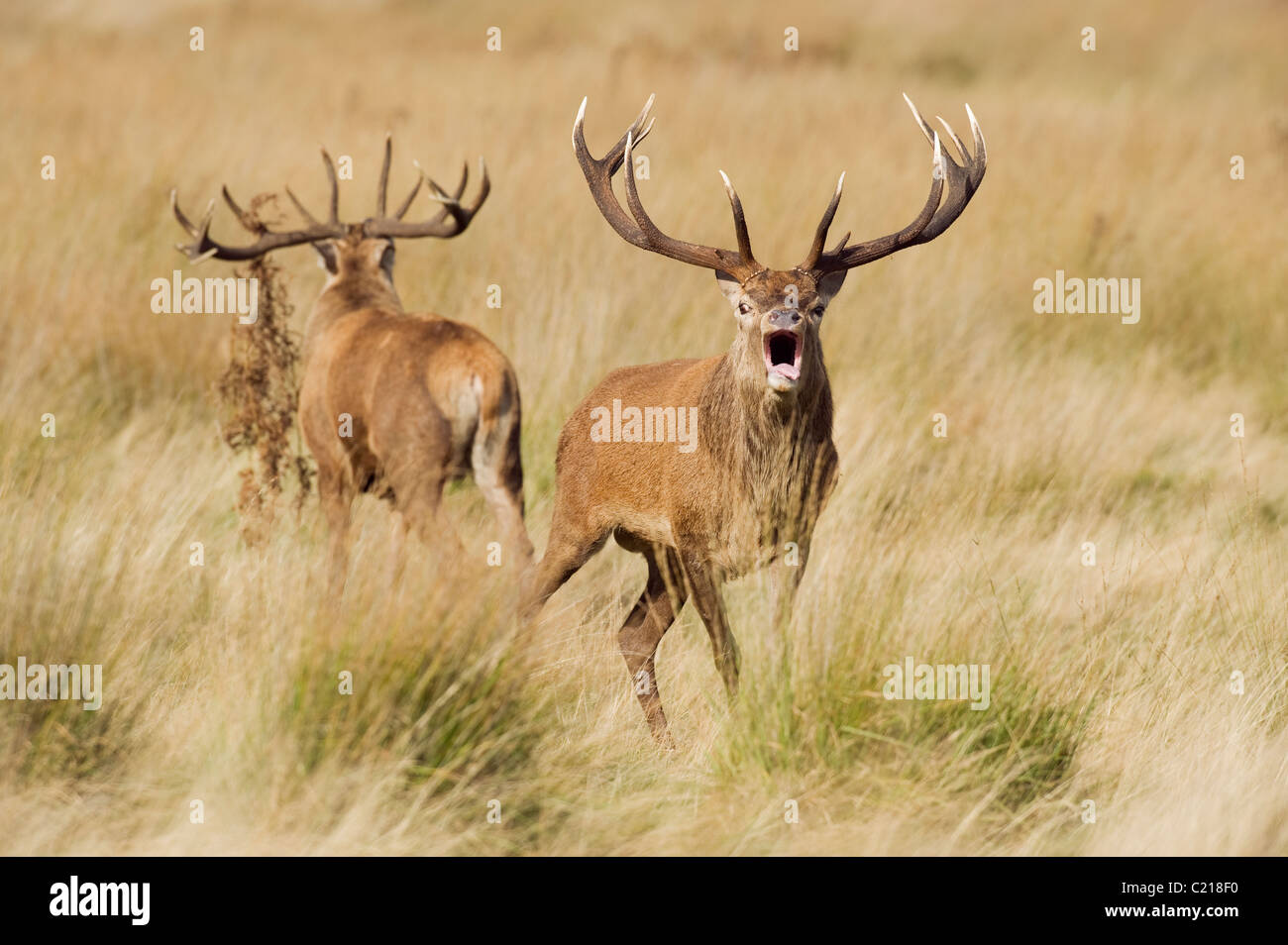 Red deer (Cervus elephus) stag roaring in woodland, Richmond Park ...
