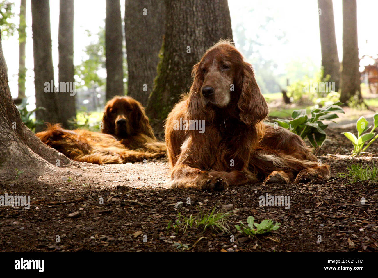 Irish forest trees hi-res stock photography and images - Alamy