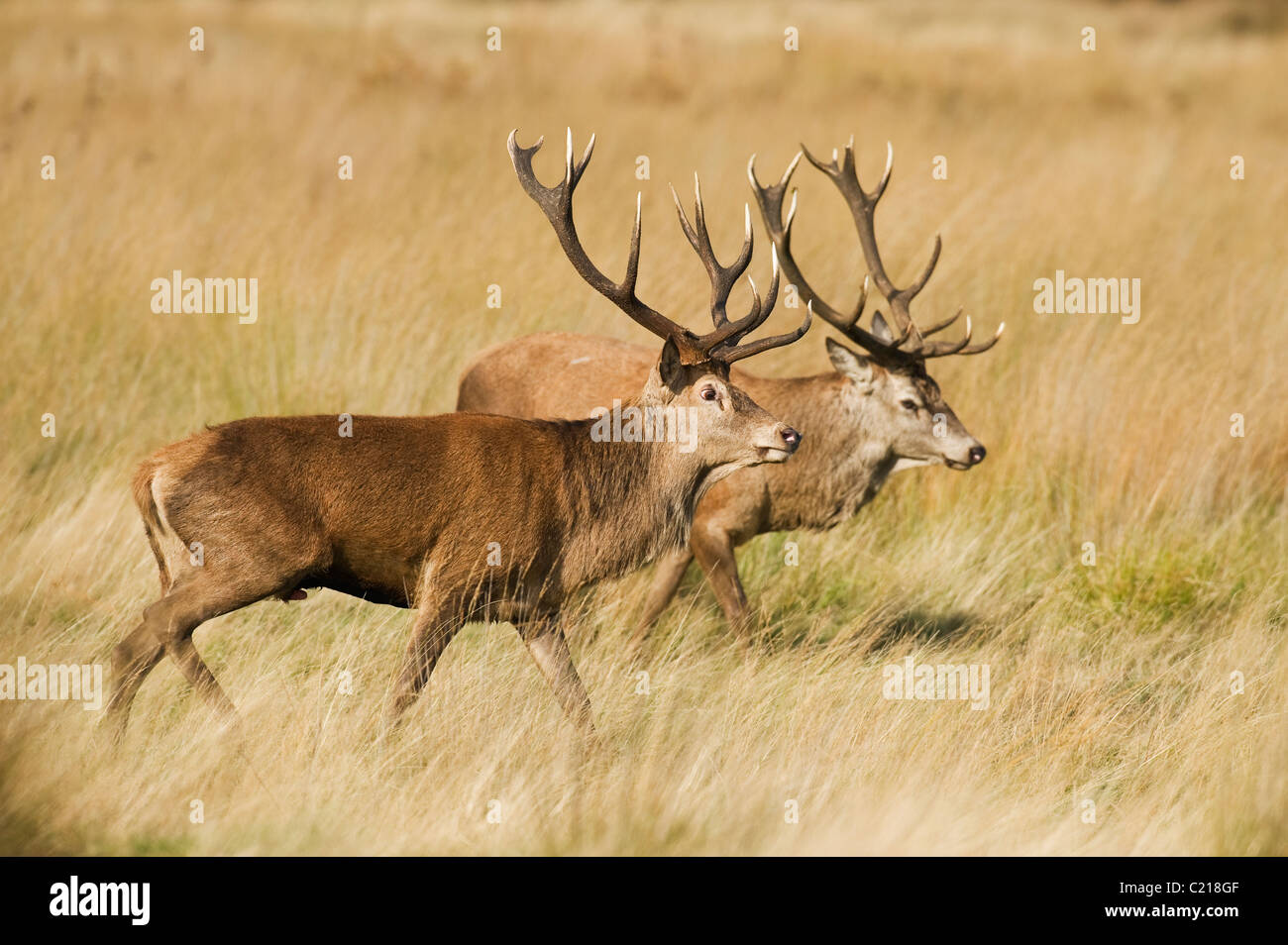 Red deer (Cervus elephus) stag roaring in woodland, Richmond Park ...