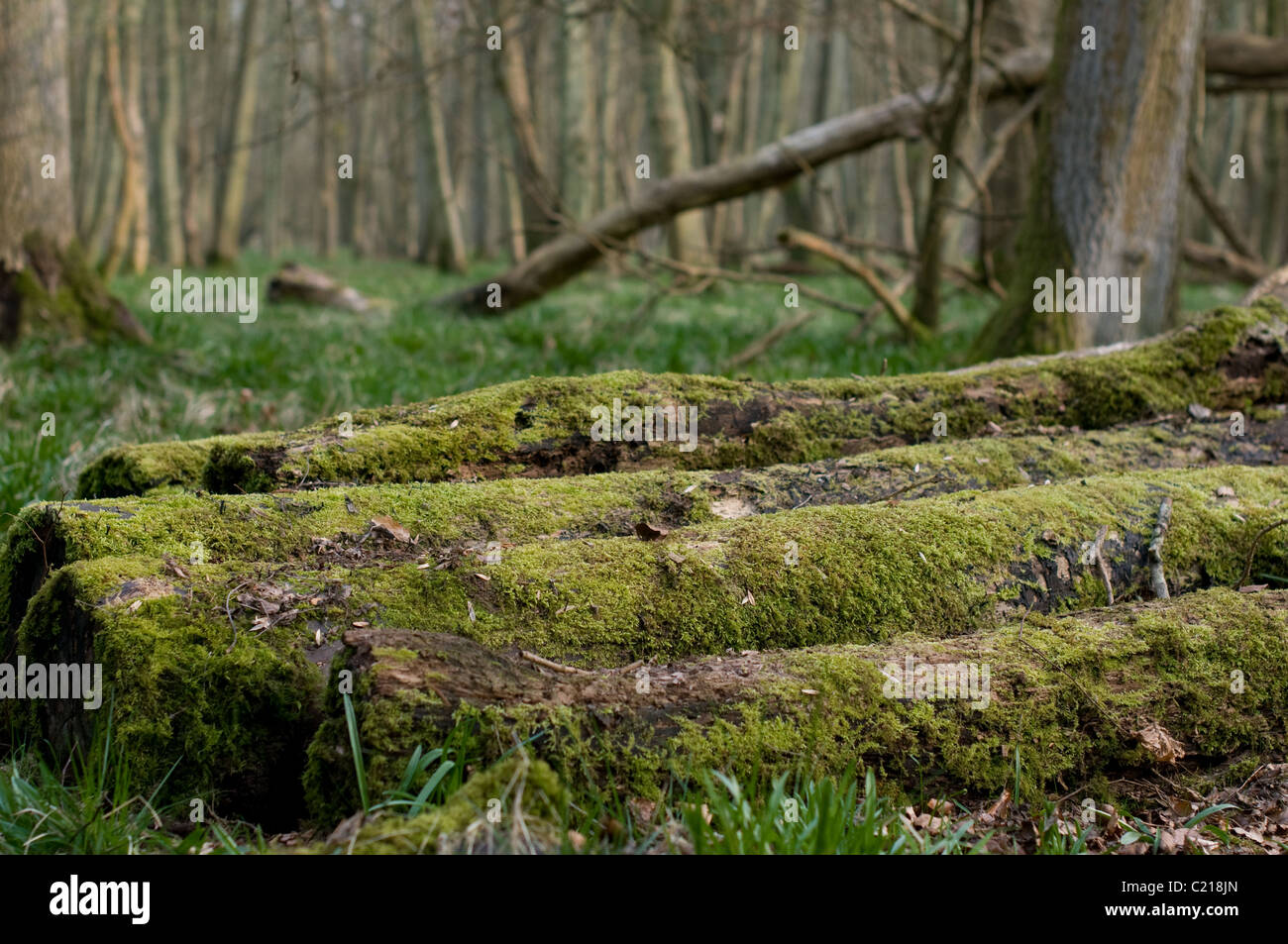Old logs lie in Ashridge Forest Stock Photo - Alamy