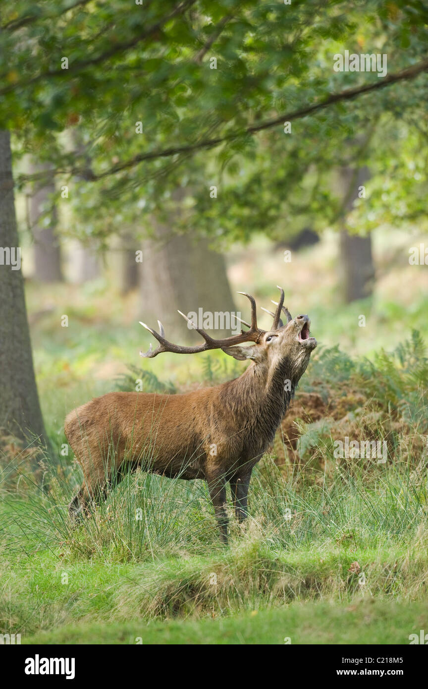 Red deer (Cervus elephus) stag roaring in woodland, Richmond Park ...