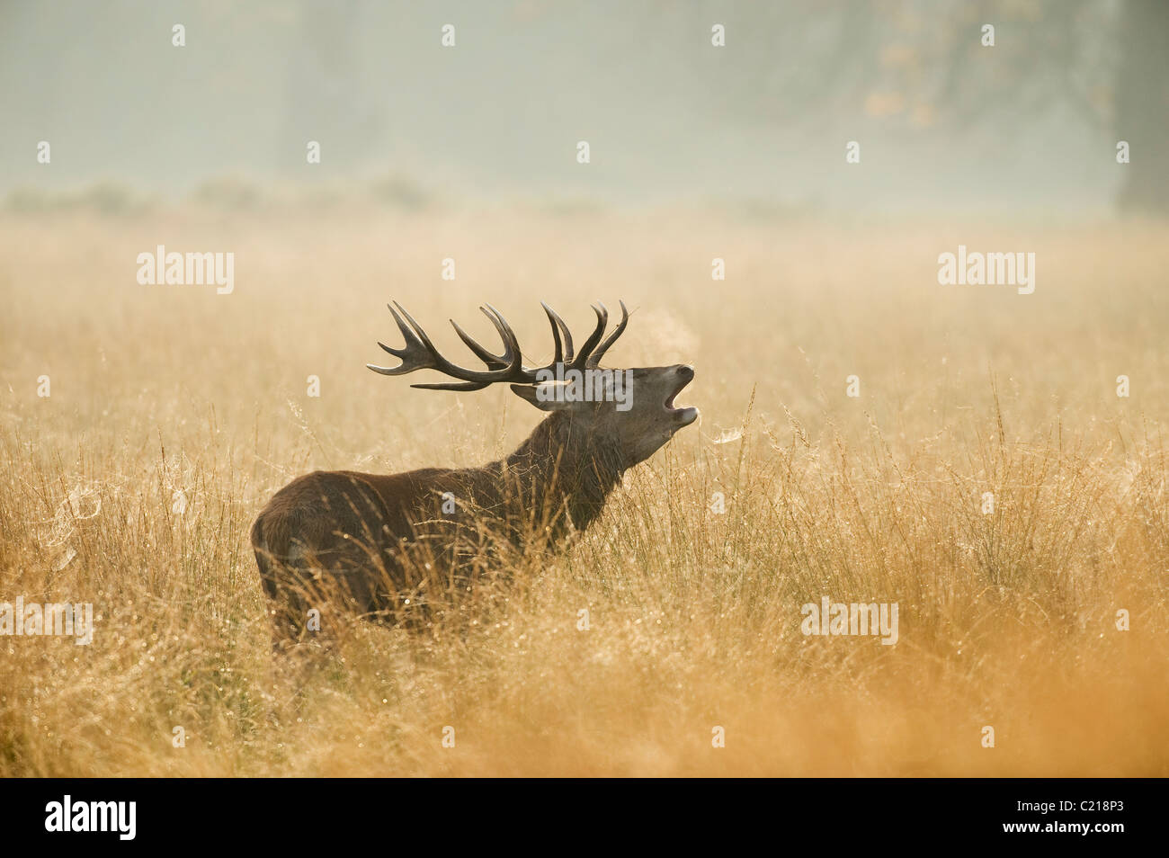 Red deer (Cervus elephus) stag roaring in woodland, Richmond Park ...