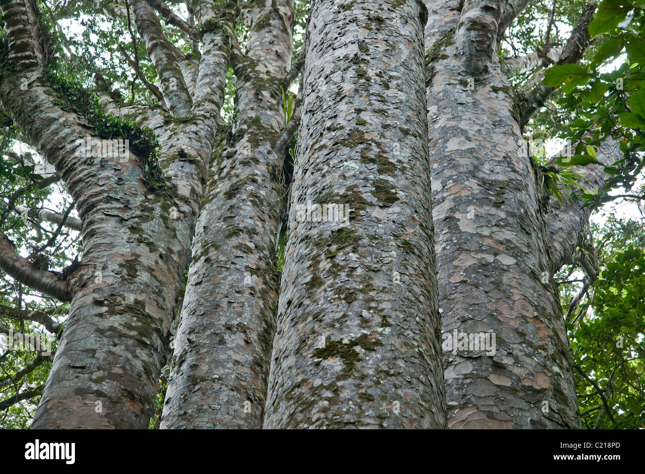 four sisters, Kauri trees in New Zealand Stock Photo - Alamy